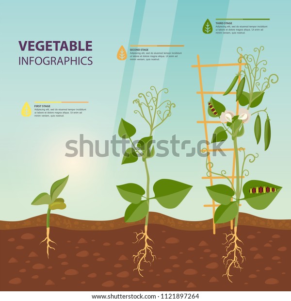 Plant Growth Process Infographic Earth Soil Stock Vector (Royalty Free ...