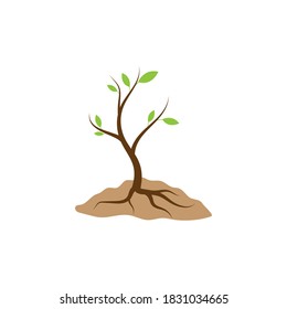 Plant Life Process Illustration Vector Flat Stock Vector (Royalty Free ...