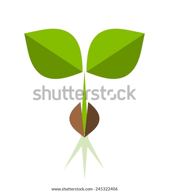 Plant Seedling Vector Illustration Stock Vector (Royalty Free) 245322406