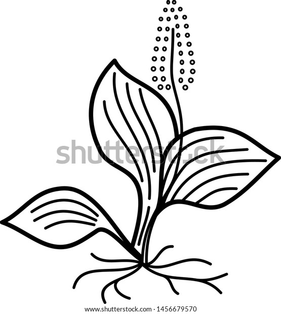 Plantain Major Icon Outline Style Coloring Stock Vector (Royalty Free ...