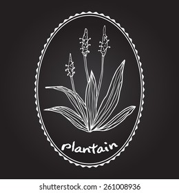 Plantain Vector Illustration Stock Vector (Royalty Free) 261008936 ...