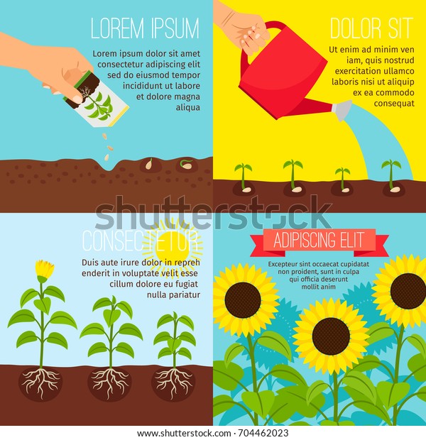 Planting Process Vector Illustration Planting Watering Stock Vector ...