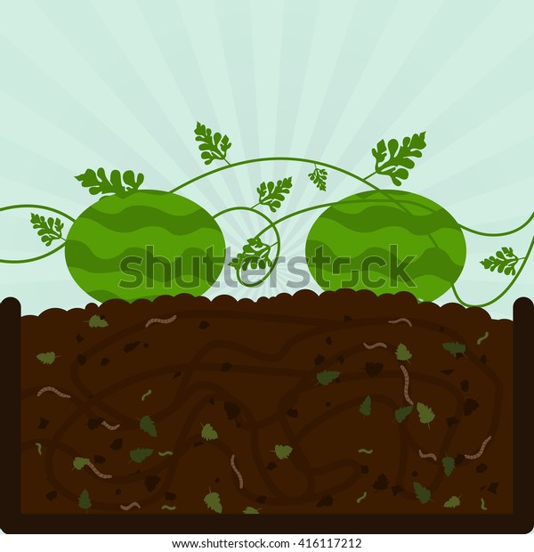 Planting Watermelon Compost Planting Watermelon Composting Stock Vector ...