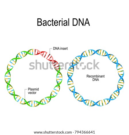 Plasmid Recombinant DNA Bacterial DNA Which Stock Vector (Royalty Free ...