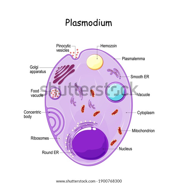 Plasmodium Anatomy Structure Unicellular Parasite Vertebrates Stock ...