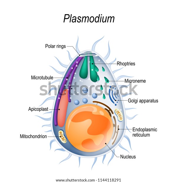 Plasmodium Malaria Parasite Large Genus Parasitic Stock Vector (Royalty ...