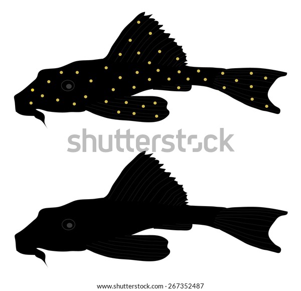 Pleco Fish Sucker Fish Vampire Pleco Stock Vector (Royalty Free) 267352487