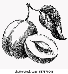 Plun Images, Stock Photos & Vectors | Shutterstock