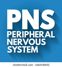 Pns Peripheral Nervous System Acronym Medical Stock Vector (Royalty ...