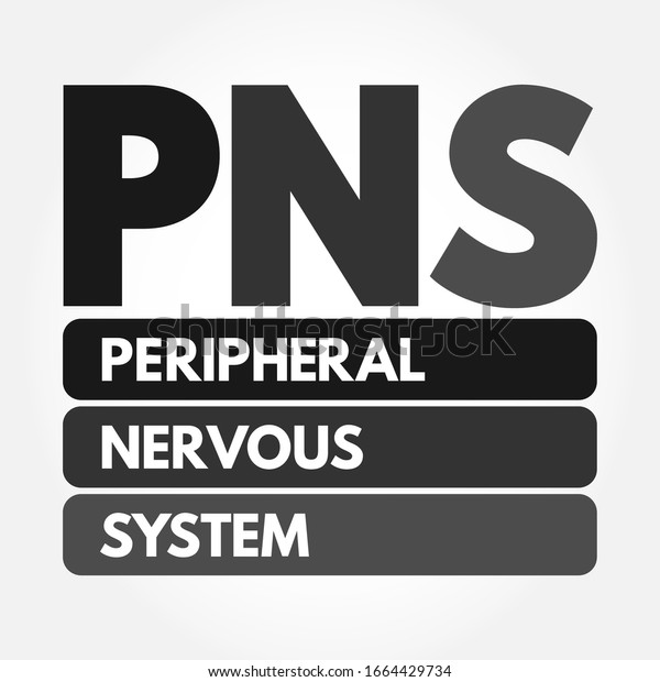 Pns Peripheral Nervous System Acronym Medical Stock Vector (Royalty ...