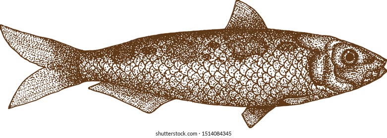 「Whale Shark Pointillism Vector Hand Drawing」のベクター画像素材（ロイヤリティフリー ...