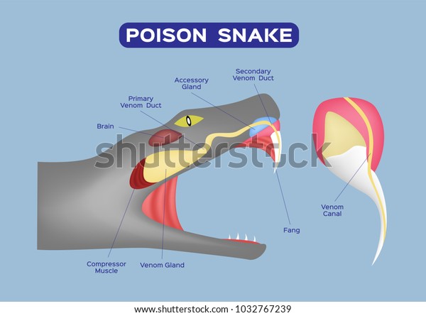 Poison Snake Infographic Vector Stock Vector (Royalty Free) 1032767239 ...
