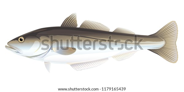 Pollock Fish Illustration Stock Vector (Royalty Free) 1179165439 ...