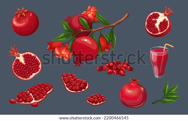 Pomegranate Set Vector Illustration Cartoon Isolated Stock Vector ...