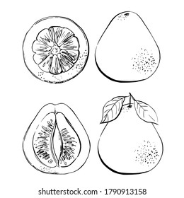 2,538 Pomelo drawing Images, Stock Photos & Vectors | Shutterstock