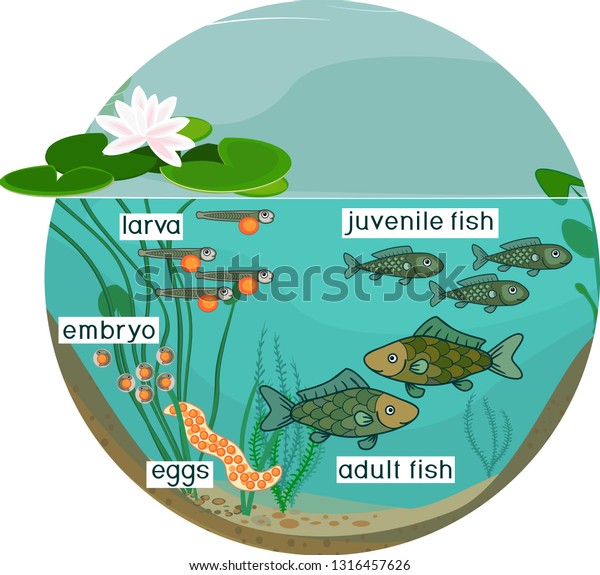 Pond Ecosystem Life Cycle Fish Sequence Stock Vector (Royalty Free ...