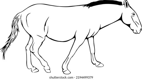 Pony Outline Vector Illustrations Design Stock Vector (Royalty Free ...