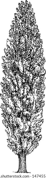 Poplar Tree Illustration Drawing Engraving Ink: เวกเตอร์สต็อก (ปลอดค่า ...