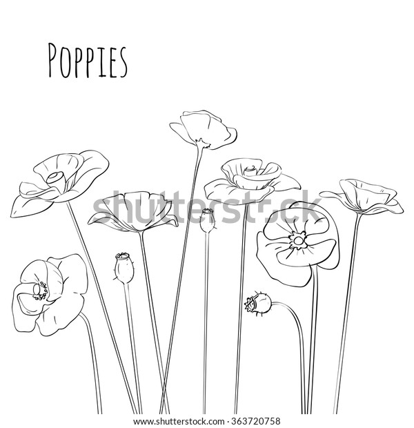 Poppies Line Art Brush Set Isolated Stock Vector (Royalty Free ...