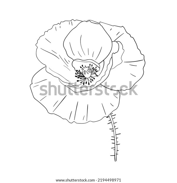 Poppy Flower Line Drawing Vector Illustration: เวกเตอร์สต็อก (ปลอดค่า ...