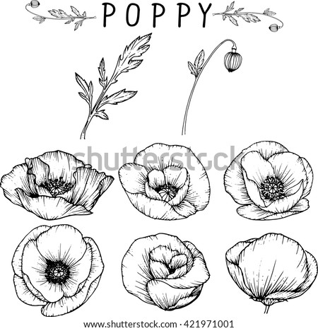 Poppy Flowers Drawings Vector Vector de stock (libre de regalías ...