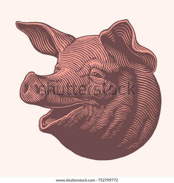 Pork head. Hand drawn engraving. Vector vintage illustration. Isolated ...