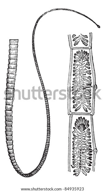 Pork Tapeworm Taenia Solium Showing Adult Stock Vector (Royalty Free ...