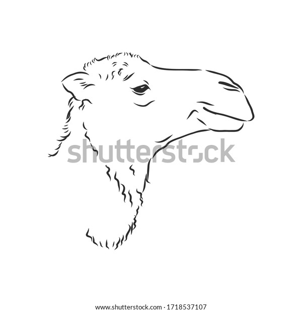 Portrait Camel Head Camel Vector Sketch Stock Vector (Royalty Free ...