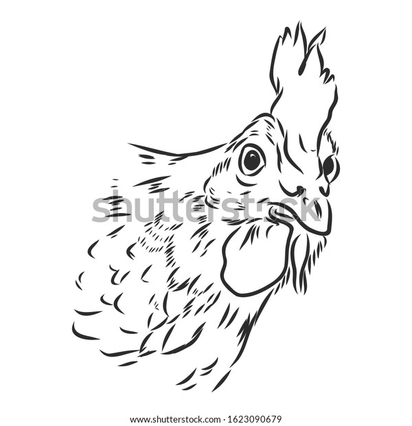 Portrait Curious Chicken Vector Sketch Illustration Stock Vector ...