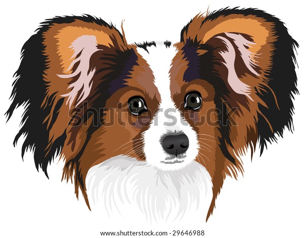 Portrait Dog Breed Papillon Vector Illustration Stock Vector (Royalty ...