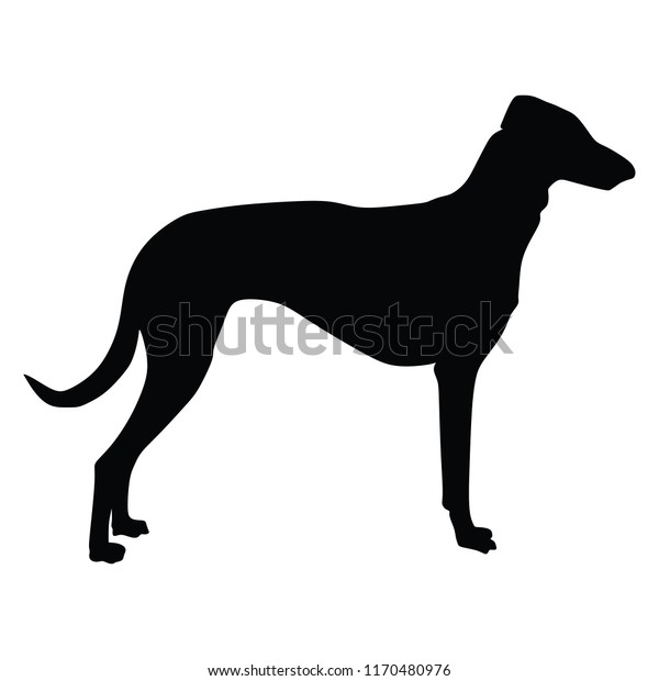 Portrait Greyhound Dog Vector Illustration Isolated Stock Vector ...