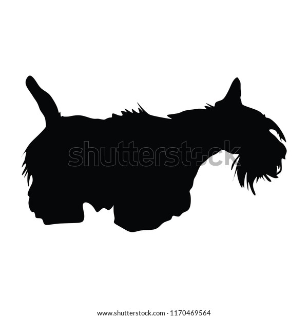 Portrait Scottish Terrier Vector Illustration Isolated Stock Vector ...
