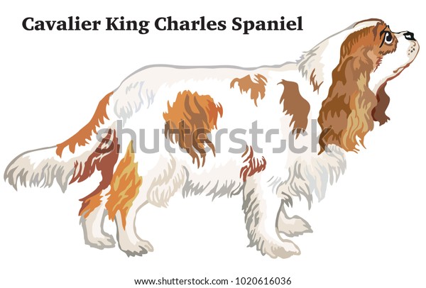 Portrait Standing Profile Dog Cavalier King Stock Vector (Royalty Free ...