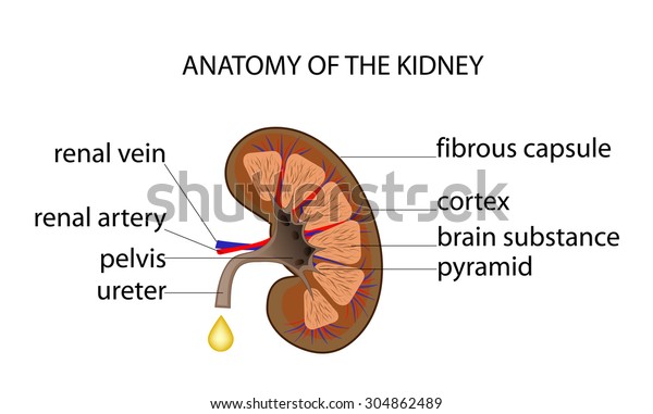 Poster Anatomy Healthy Kidney Structure Illustration Stock Vector ...
