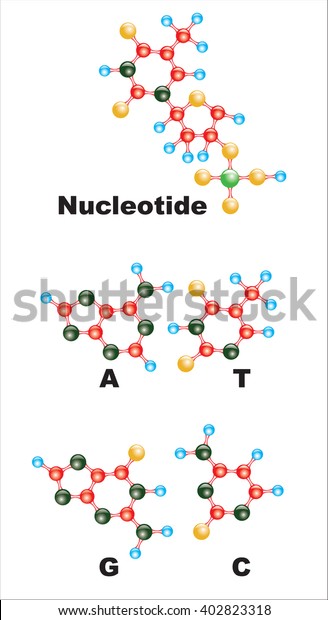 Poster Depicts Structure Nucleotides Dna Stock Vector (Royalty Free ...