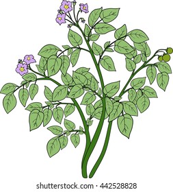 Potato Plant Stock Vector (Royalty Free) 442528828 | Shutterstock