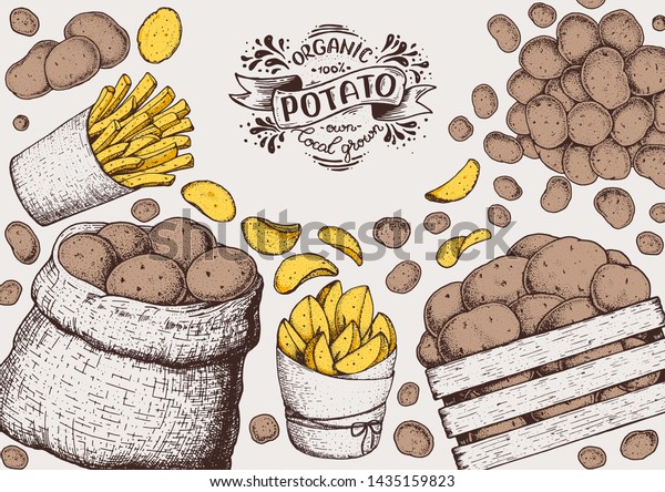 Potato Vector Illustration Box Bag Potatoes Stock Vector (Royalty Free ...