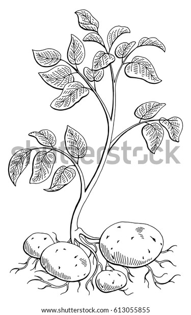 Potatoes Vegetable Plant Graphic Black White Stock Vector (Royalty Free ...