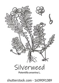 400 Silverweed Images, Stock Photos & Vectors | Shutterstock
