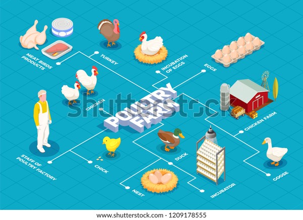 Poultry Farm Flowchart Chicken Farm Turkey: Vector có sẵn (miễn phí bản ...