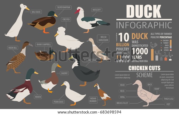 Poultry Farming Infographic Template Duck Breeding Stock Vector ...