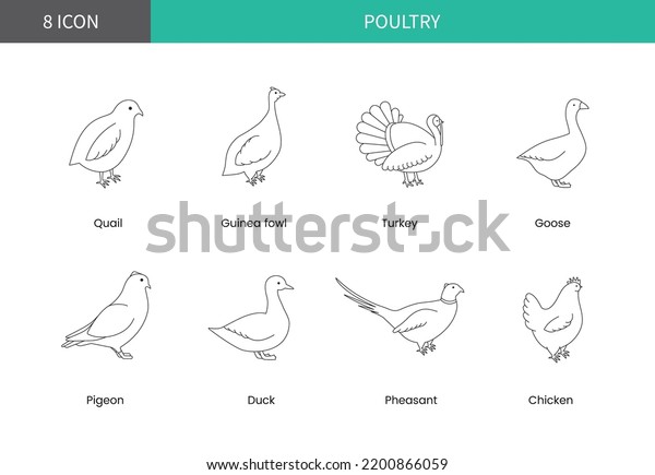 Poultry Icons Farm Poultry Vector Linear Stock Vector (Royalty Free ...