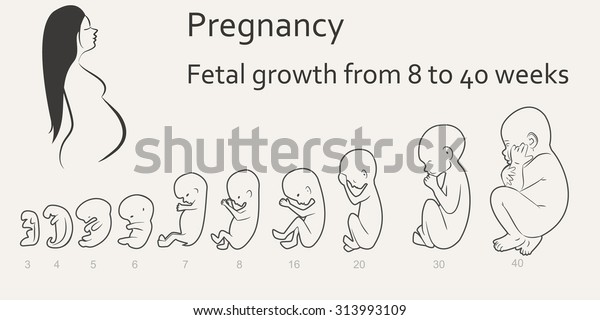 Pregnancy Stages Fetal Development By Week: vetor stock (livre de ...