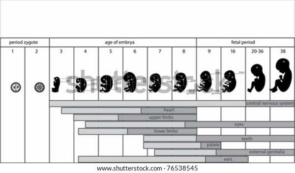 Pregnancy Stages Fetus Development Stock Vector (Royalty Free) 76538545