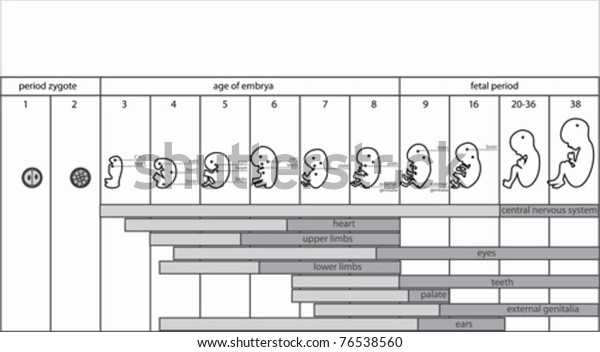 Pregnancy Stages Fetus Development: เวกเตอร์สต็อก (ปลอดค่าลิขสิทธิ์ ...