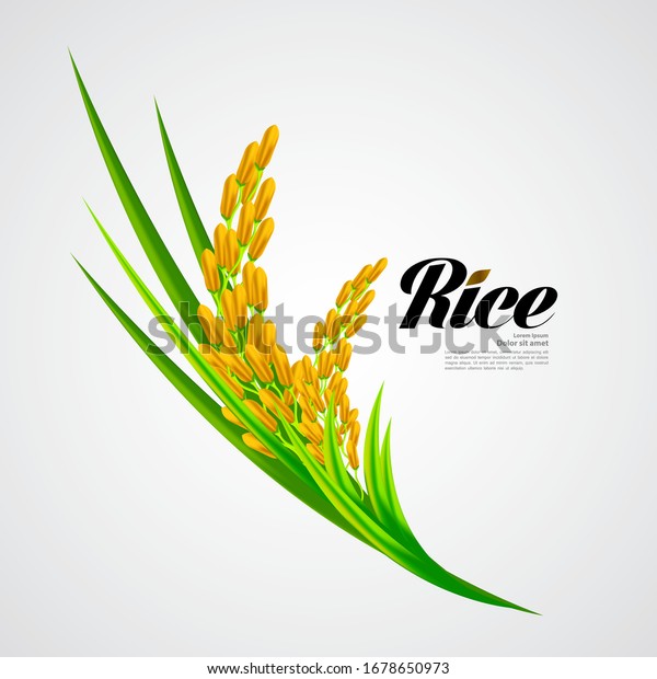 Premium Rice Great Quality Design Concept Stock Vector (Royalty Free ...