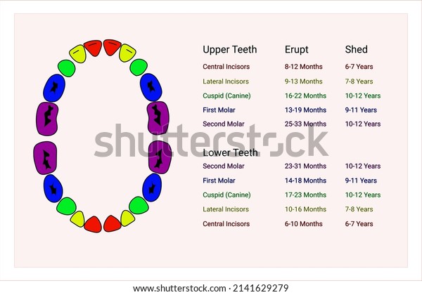 Primary Teeth Chart Schedule Baby Teeth Stock Vector (Royalty Free ...