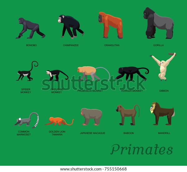 Primate Species Set Cartoon Vector Illustration Stock Vector (Royalty ...