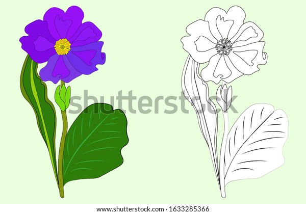 Primrose Vector Colorful Illustration Drawing Sketch Stock Vector ...