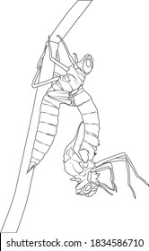 Procces Turning Nymph Into Dragonfly Line Stock Vector (Royalty Free ...